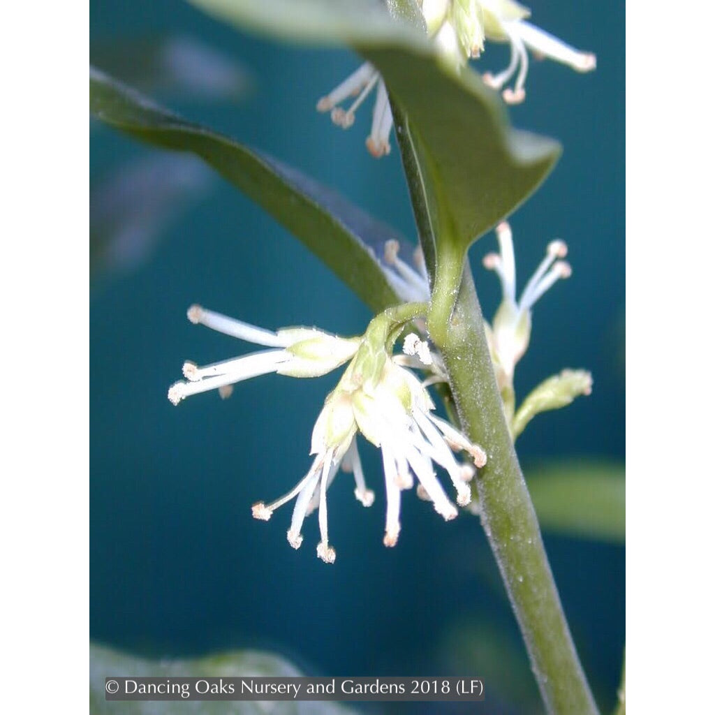 Sarcococca ruscifolia, Sweet Box – Dancing Oaks Nursery and Gardens