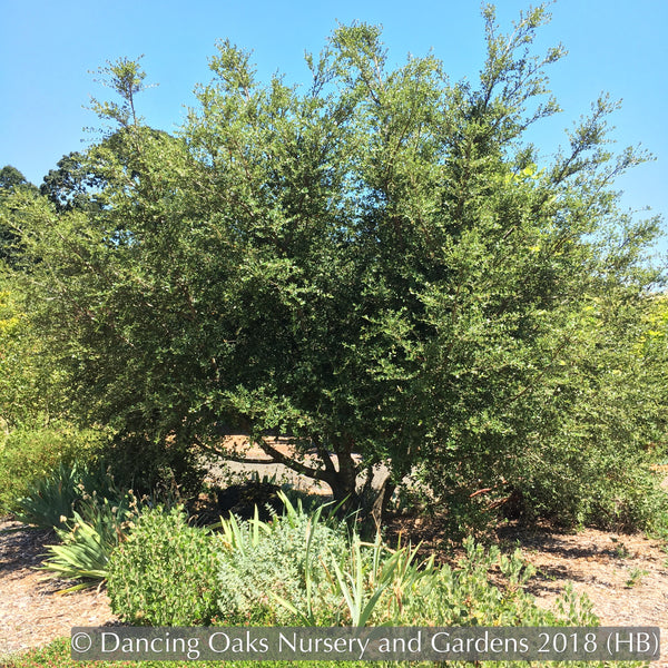 Quercus x wislizenii, Hybrid Interior Live Oak, no shipping to CA ...