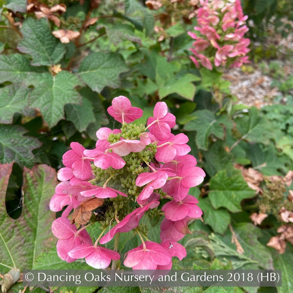 Hydrangea quercifolia 'Ruby Slippers', Oakleaf Hydrangea – Dancing Oaks Nursery and Gardens