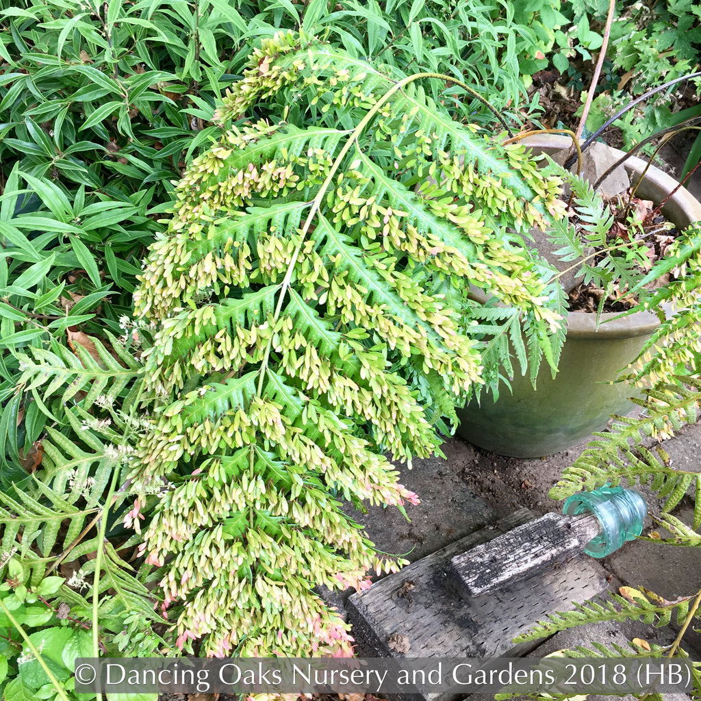 Chain Fern Garden