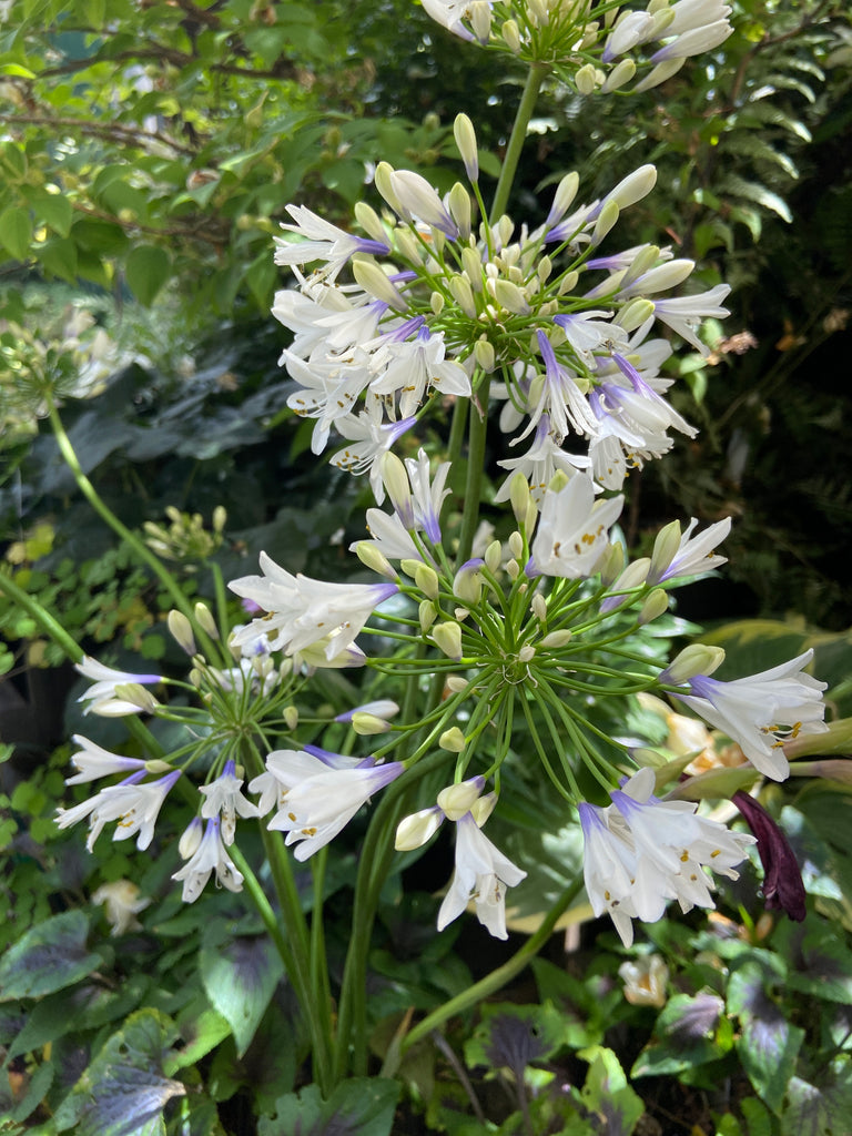 Agapanthus Indigo Frost™ (syn. 'Twister' PP25,519), Nile Lily – Dancing Oaks Nursery and Gardens
