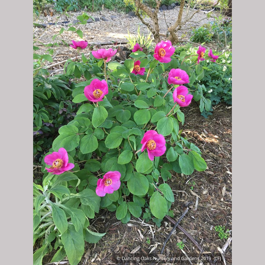 Paeonia obovata, Obovate Peony – Dancing Oaks Nursery and Gardens