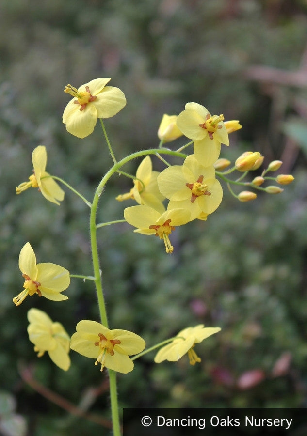 Epimedium Pinnatum
