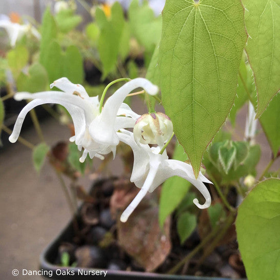 Epimedium sempervirens 'Okuda's White', Barrenwort – Dancing Oaks ...