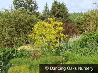 Ferula communis, Giant Fennel – Dancing Oaks Nursery and Gardens