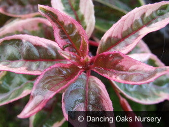 Fuchsia 'Island Sunset', Hardy Fuchsia – Dancing Oaks Nursery and Gardens