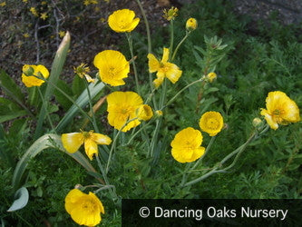 Ranunculus gramineus (syn. R. granmifolius), Grass Buttercup – Dancing ...