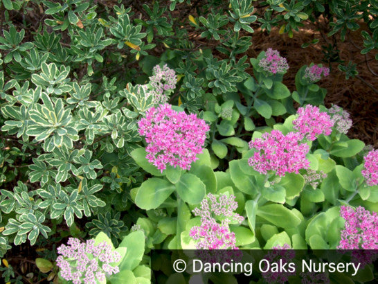Sedum spectabile 'Neon', Stonecrop – Dancing Oaks Nursery and Gardens