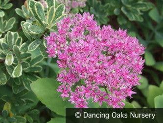 Sedum spectabile 'Neon', Stonecrop – Dancing Oaks Nursery and Gardens