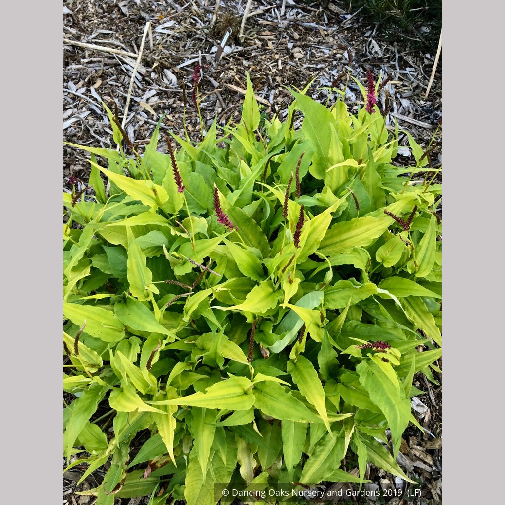 Bistorta amplexicaulis 'Golden Arrow' (syn. Persicaria), Red Bistort o ...