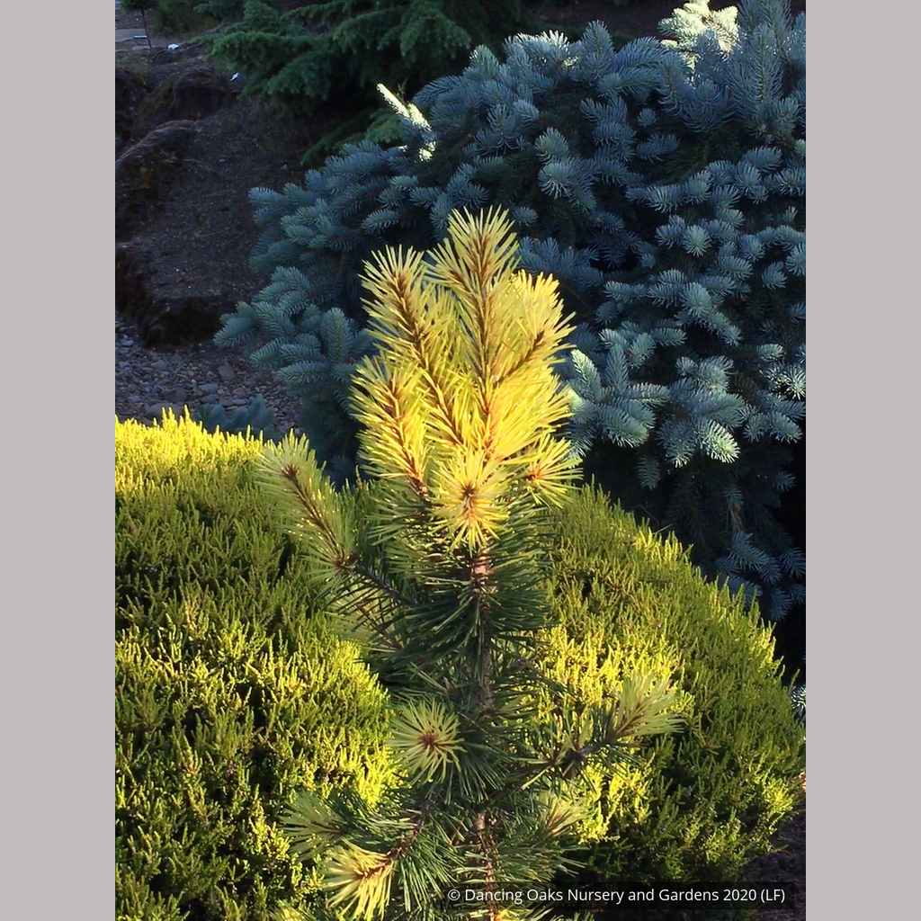 Pinus contorta var. latifolia 'Taylor's Sunburst', Taylor's Sunburst L ...