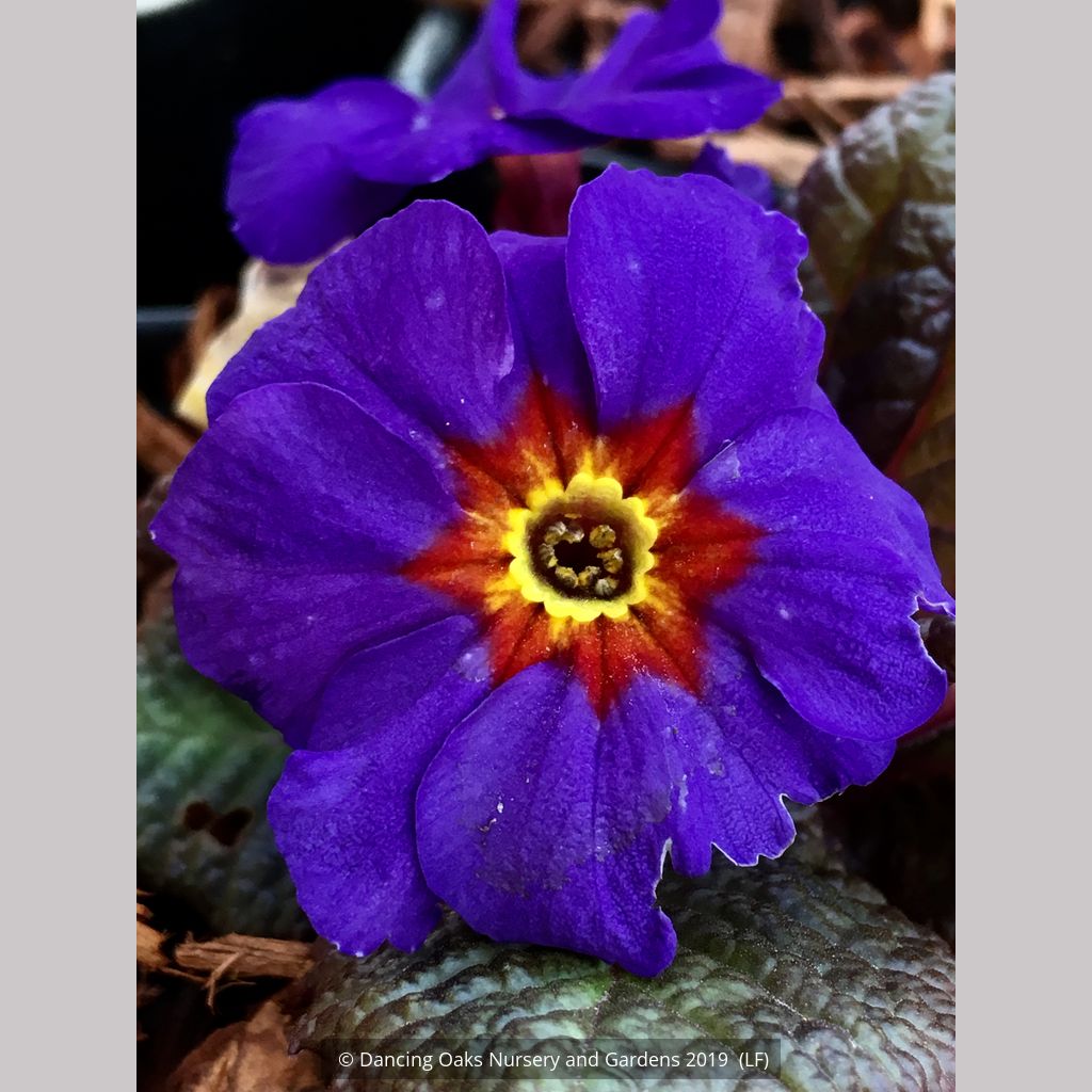 Purple Primrose Flower