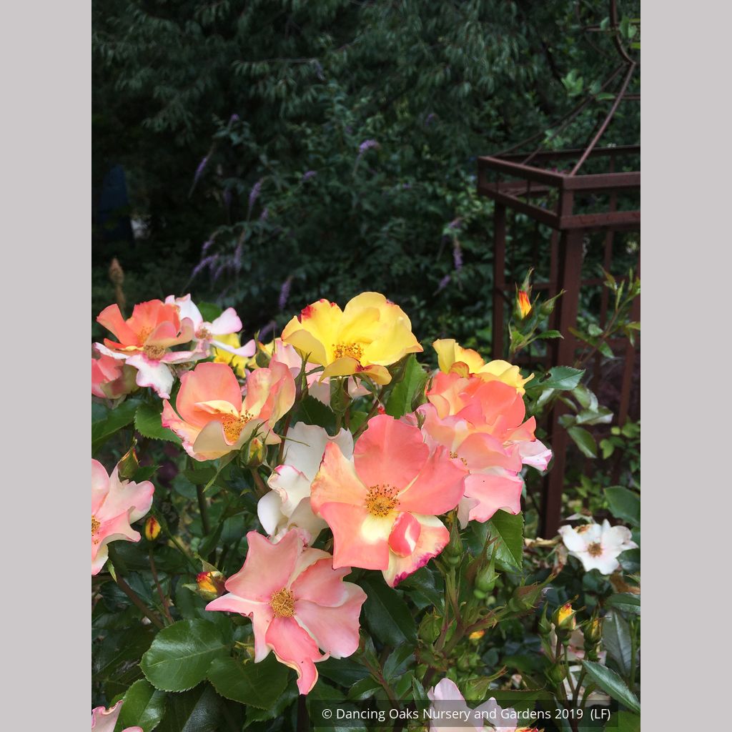 Rose 'Flutterbye' – Dancing Oaks Nursery and Gardens
