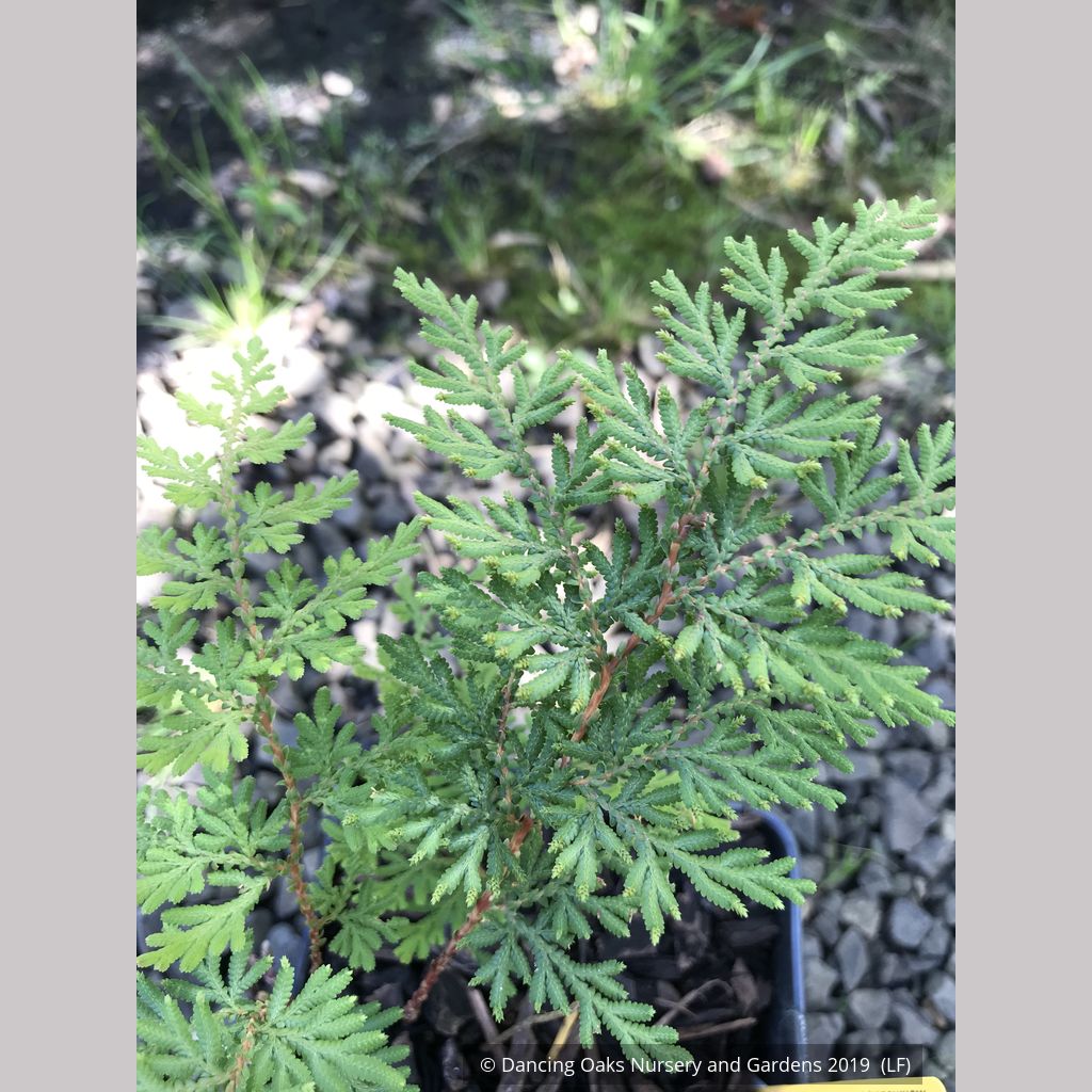 Selaginella braunii, Spikemoss Fern – Dancing Oaks Nursery and Gardens