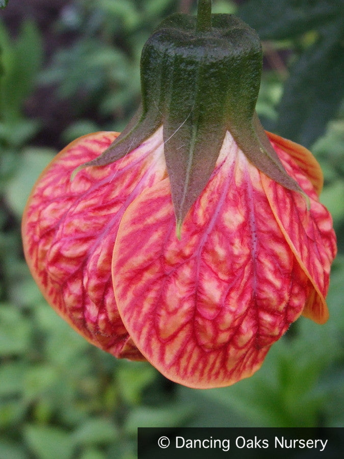 Abutilon 'Tiger Eye', Flowering Maple – Dancing Oaks Nursery and Gardens