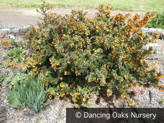 Berberis x stenophylla 'Corallina Compacta', Barberry – Dancing Oaks ...