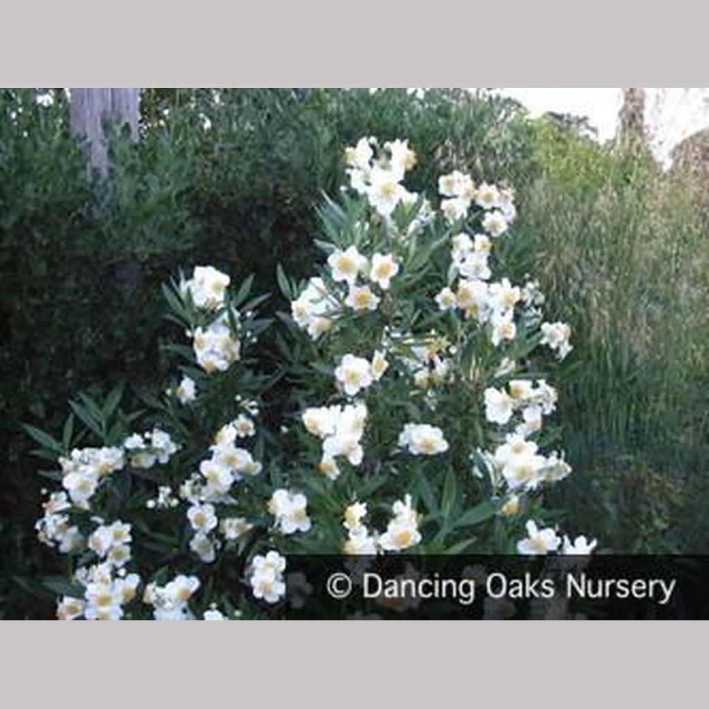 Carpenteria californica 'Elizabeth', Bush Anemone – Dancing Oaks ...