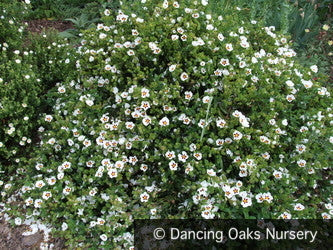 Cistus x 'Snow Fire', Rock Rose – Dancing Oaks Nursery and Gardens