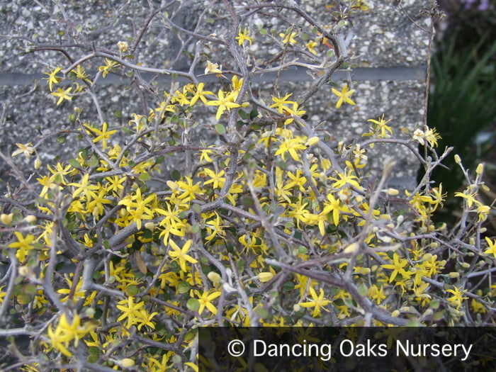 Corokia cotoneaster, Wire Netting Bush – Dancing Oaks Nursery and Gardens