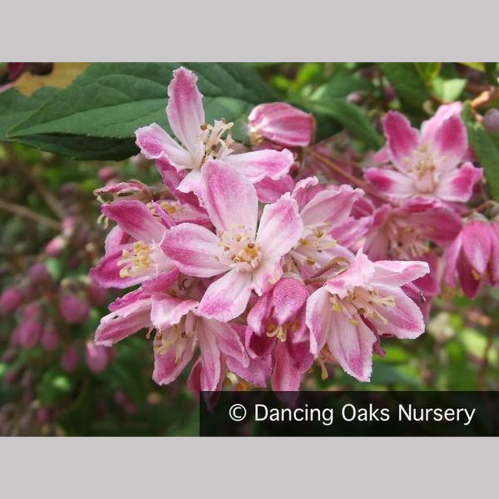 Deutzia x hybrida 'Magicien' – Dancing Oaks Nursery and Gardens