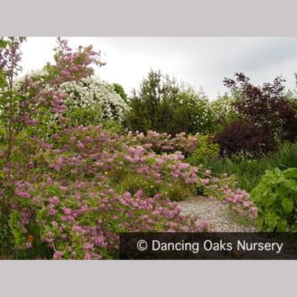 Deutzia x hybrida 'Magicien' – Dancing Oaks Nursery and Gardens