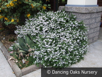 Prostanthera cuneata, Alpine Mint Bush – Dancing Oaks Nursery and Gardens