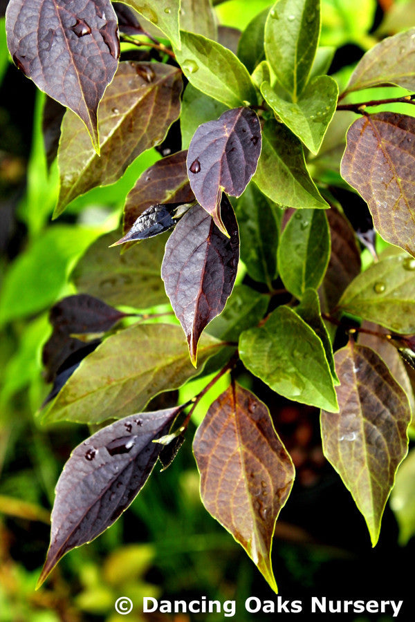 Styrax japonicus 'Evening Light', Japanese Snowbell – Dancing Oaks ...