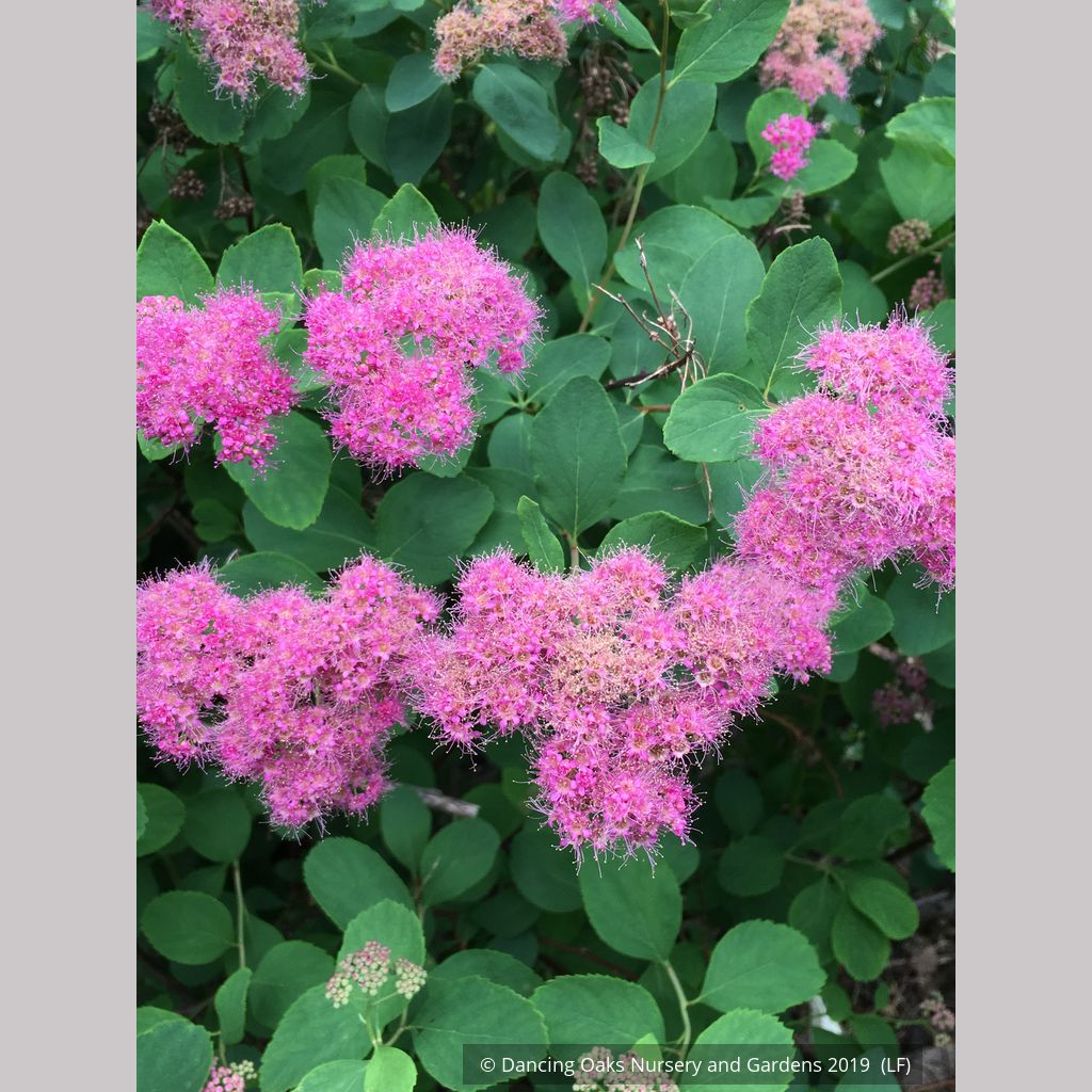Spiraea densiflora (syn. S. splendens), Subalpine Spirea or Rosy Spira ...