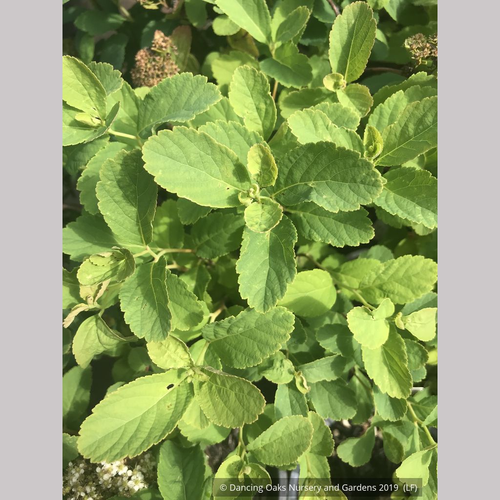 Spiraea betulifolia var. lucida, Shinyleaf Spirea – Dancing Oaks ...