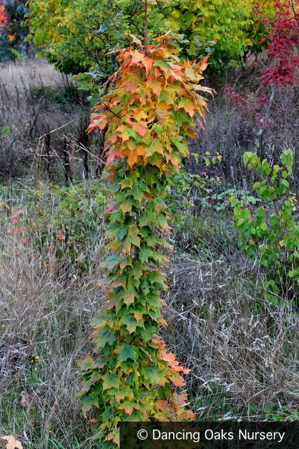 Acer saccharum 'Newton Sentry', Columnar Sugar Maple – Dancing Oaks ...
