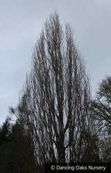 Fagus sylvatica 'Red Obelisk', European Beech – Dancing Oaks Nursery ...
