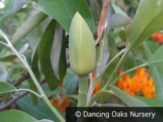 Magnolia virginiana Moonglow® 'Wilson', Sweetbay Magnolia – Dancing ...