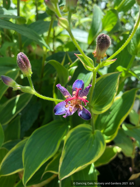 Tricyrtis 'Samurai', Toad Lily – Dancing Oaks Nursery and Gardens