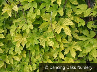 Humulus lupulus 'Aureus', Golden Hop – Dancing Oaks Nursery and Gardens