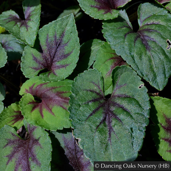 Viola 'Heartthrob', Heartthrob Hardy Violet – Dancing Oaks Nursery and ...